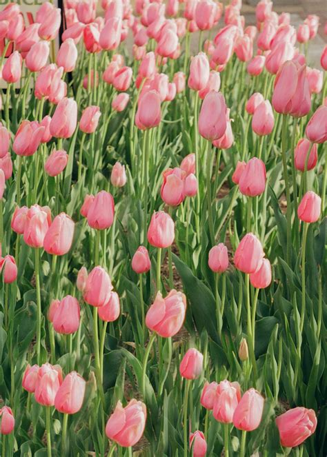 Macayli Hausmann Emotional Algorithm — Broad