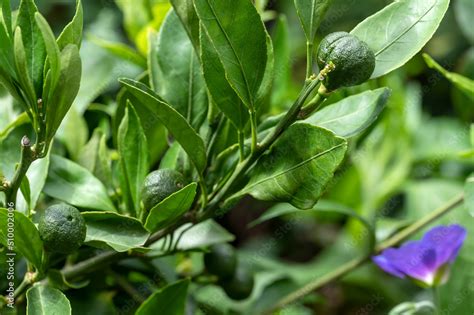 Emerging Fruit Forming In Spring On Miyagawa Wase Mikan Citrus Unshiu