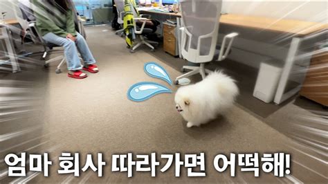엄마 회사에 따라가면 어떻게 해 솜대리 회사생활 브이로그 Youtube