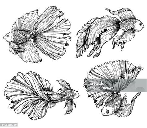 베타는 스케치를 화려하게 만듭니다 손으로 그린 벡터 일러스트레이션 싸우는 물고기 스케치 컬렉션 장식 수족관 물고기 투어에 대한 스톡 벡터 아트 및 기타 이미지 Istock