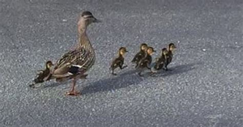 Photos Plainfield Firefighters Rescue Ducklings From Sewer