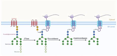 糖基化：蛋白质翻译后的关键修饰过程