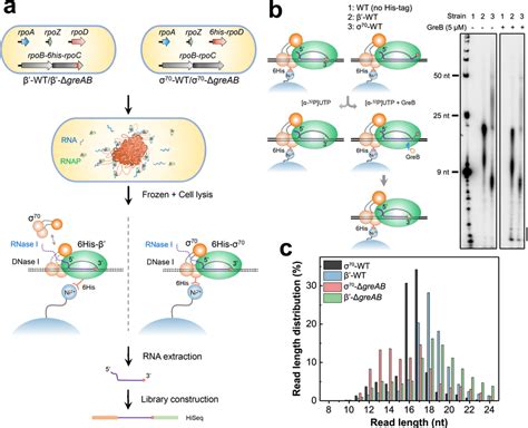 Rnet Seq Identifies σ⁷⁰ Dependent Pauses And The Corresponding