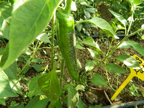 Farmers Market Jalapeno Chilli Seeds Farmers Jalapeno Pepper Seeds