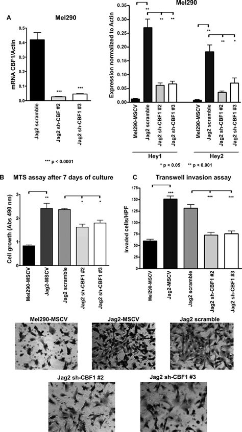 Inhibition Of Canonical Notch Signaling Reduces The Effects Due To The