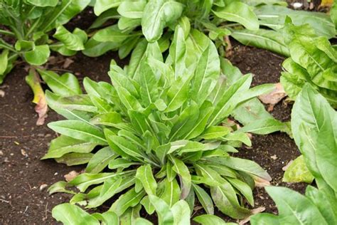 Woad Seeds — Made For The Earth