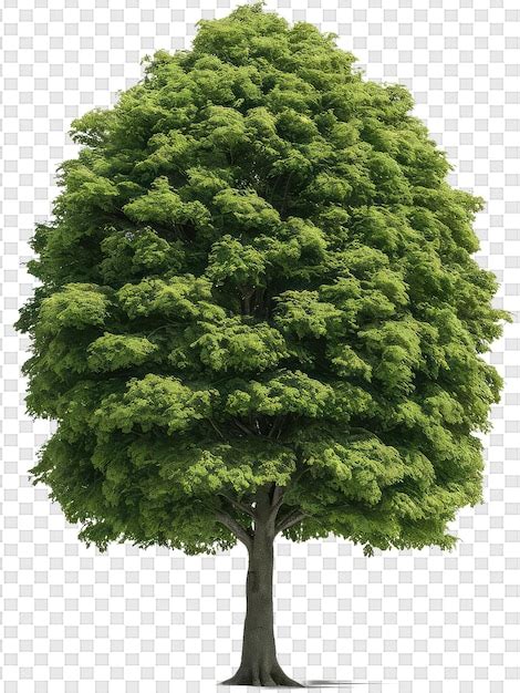 Photoshop Tree Psd 17000 High Quality Free Psd Templates For Download