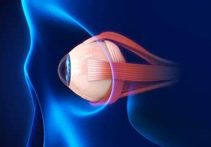 Anatomie des annexes paupières voies lacrymales nerfs et muscles