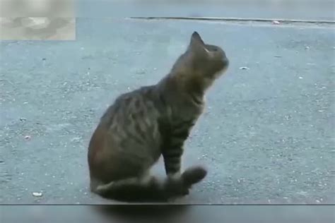 狸花猫连续打了十好几个喷嚏，是谁这么想本喵呢花猫喷嚏