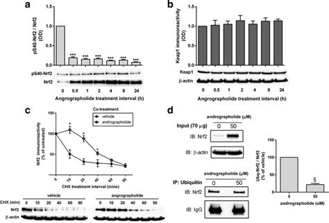 Andrographolide Increases Stability Of Nrf2 Protein By Altering