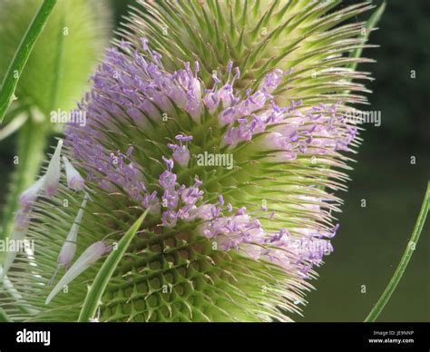 Dipsacus Fullonum Commonly Known As The Fullers Teasel Is A Plant Native To Europe And Asia