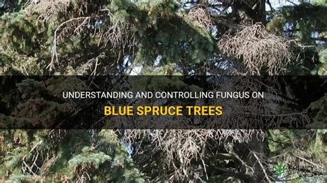 Understanding And Controlling Fungus On Blue Spruce Trees ShunCy