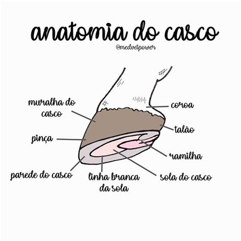 Instagram Dermatologia veterinária Radiologia veterinária Anatomia ossea