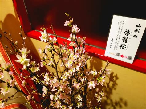 山形の啓翁桜 けいおうざくら 銀座小はれ日より日記