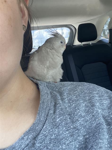 Why Does My Cockatiels Still Mate Even Though They Laid Their First Egg