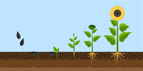 Processus De Croissance Du Tournesol Concept Organique Illustration