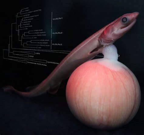 The Shark Nursery Uncovering The Mystery Of Live Birth In