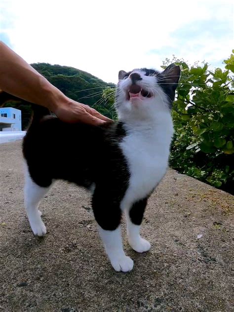 台風が去ったので漁港に行ってみたら防波堤の茂みの中から隠れていた野良猫がモフられに出てきた Rstraycatjapan