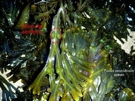 Fucus Vesiculosus Organismes Marins