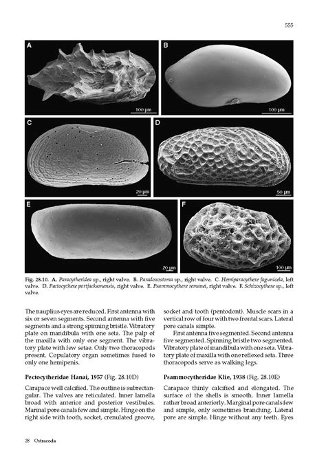 Guide To The Identification Of Marine Meiofauna Pfeil Verlag
