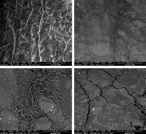 Sem Examination Of Binding N1 A Original Grain Layer Appears To Be