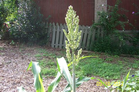 Broom Corn Sorghum Identification Walter Reeves The Georgia Gardener