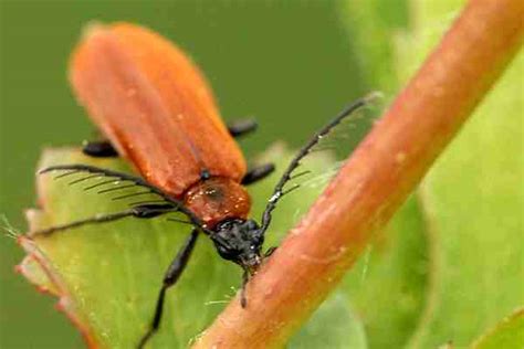 Schizotus Pectinicornis
