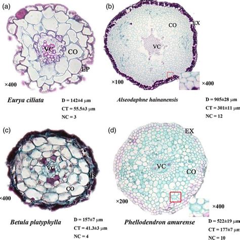 PDF Root Diameter Variations Explained By Anatomy And Phylogeny Of Tropical And Temperate