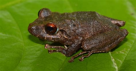 Una Nueva Especie De Rana Fue Descubierta En Los Bosques Del