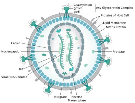 Difference Between Diploid And Haploid Pediaa