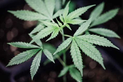 Investigación Demuestra Efectos Negativos Del Cannabis En La Salud