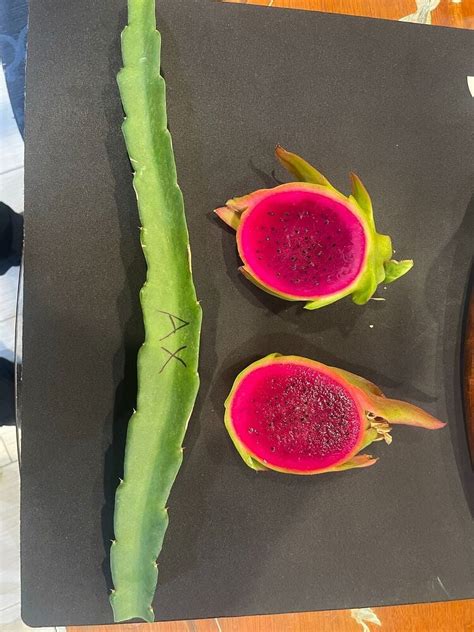 Dragon Fruit Cuttings 16 24 Delicious Fruit Multiple Species