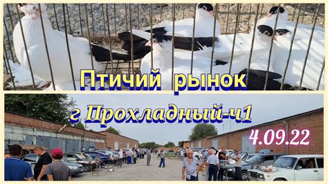 Голуби цены Птичий рынок г Прохладный-ч1 - YouTube