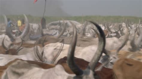 157 South Sudan Cattle Stock Videos Footage And 4k Video Clips Getty