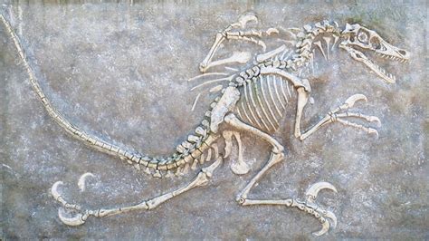 Dinosaurs Discoveries Super Simple