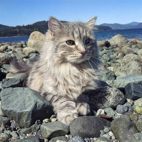 Siberian Cat Vs Ragdoll Which Cat Should I Get Mymoggy