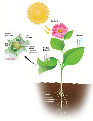 Two Factors Affecting Photosynthesis Worksheet