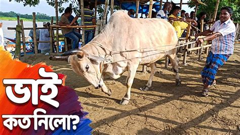 ভাই কত নিলো হজরতপুর গরুর হাট Cow Price Youtube