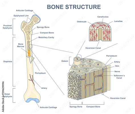 Illustration Features Bone Cross Section With Isolated Outline Detailed