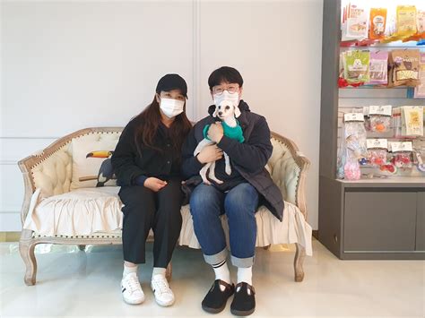 안산 2021 0123 푸들 두부 책임분양 래브라도리트리버입양 닥스훈트입양 도베르만입양 말티치입양 말티폼입양 빠삐용입양 사모예드입양 스피츠입양 시바견입양 시베리안허스키