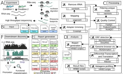 Bacterial Ribo Seq Data Analysis By The HRIBO Pipeline A In