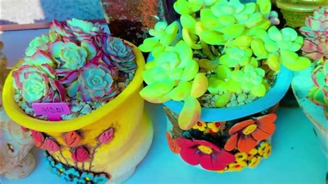 노숙하다 베란다로 들어온 멋진 다육이 Youtube