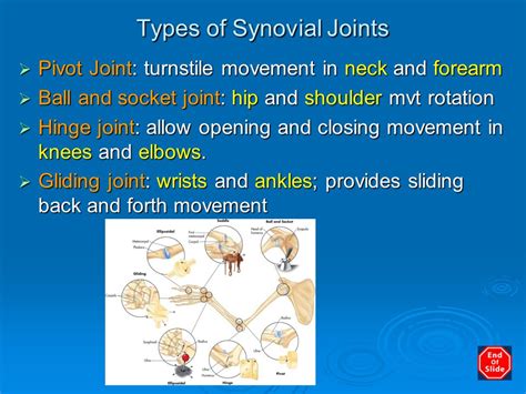 Introduction Skeletal System Provides Support And Allows Us To Move Ppt Download