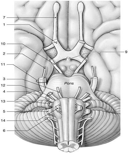 Chapter 14 The Brain And Cranial Nerves Part 2 Flashcards Quizlet