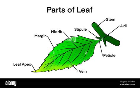 Basic Leaf Parts External Structure Infographics Leaf Anatomy