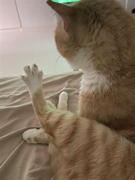 Spready Long Toes Rspreadytoes