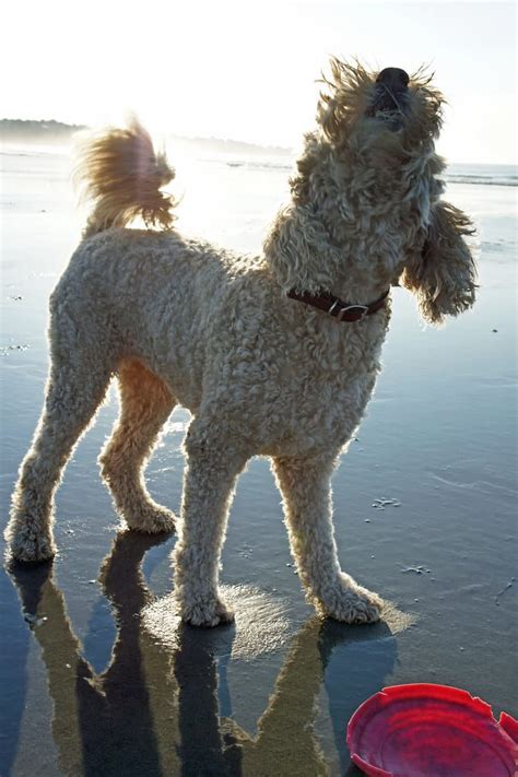 Labradoodle Grooming Styles