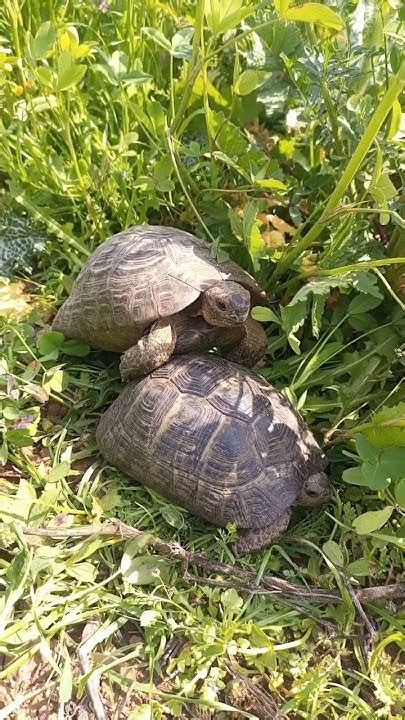 Turtle Mating Youtube