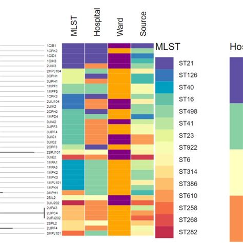 The Whole Genome Mlst Phylogenomic Branch And Metadata Of Isolate