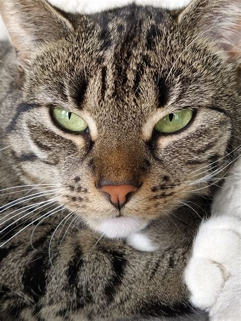 Look Into My Eyes R Cats